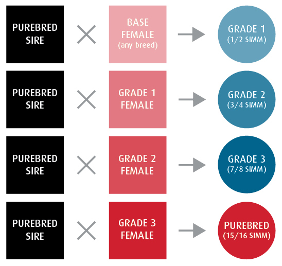 BreedingProgram | Simmental Australia