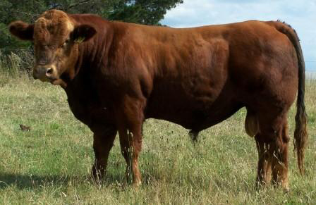 Red-bull | Simmental Australia