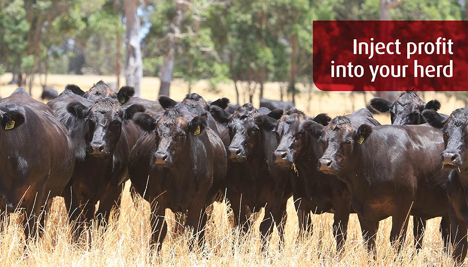 Simmental Australia | Sim Genetics | Pure | Crossbreeding