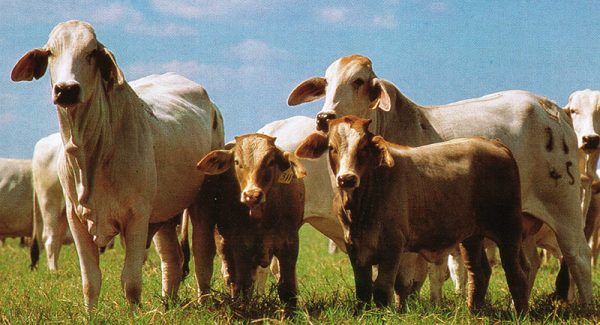 Simbrah | Simmental Australia