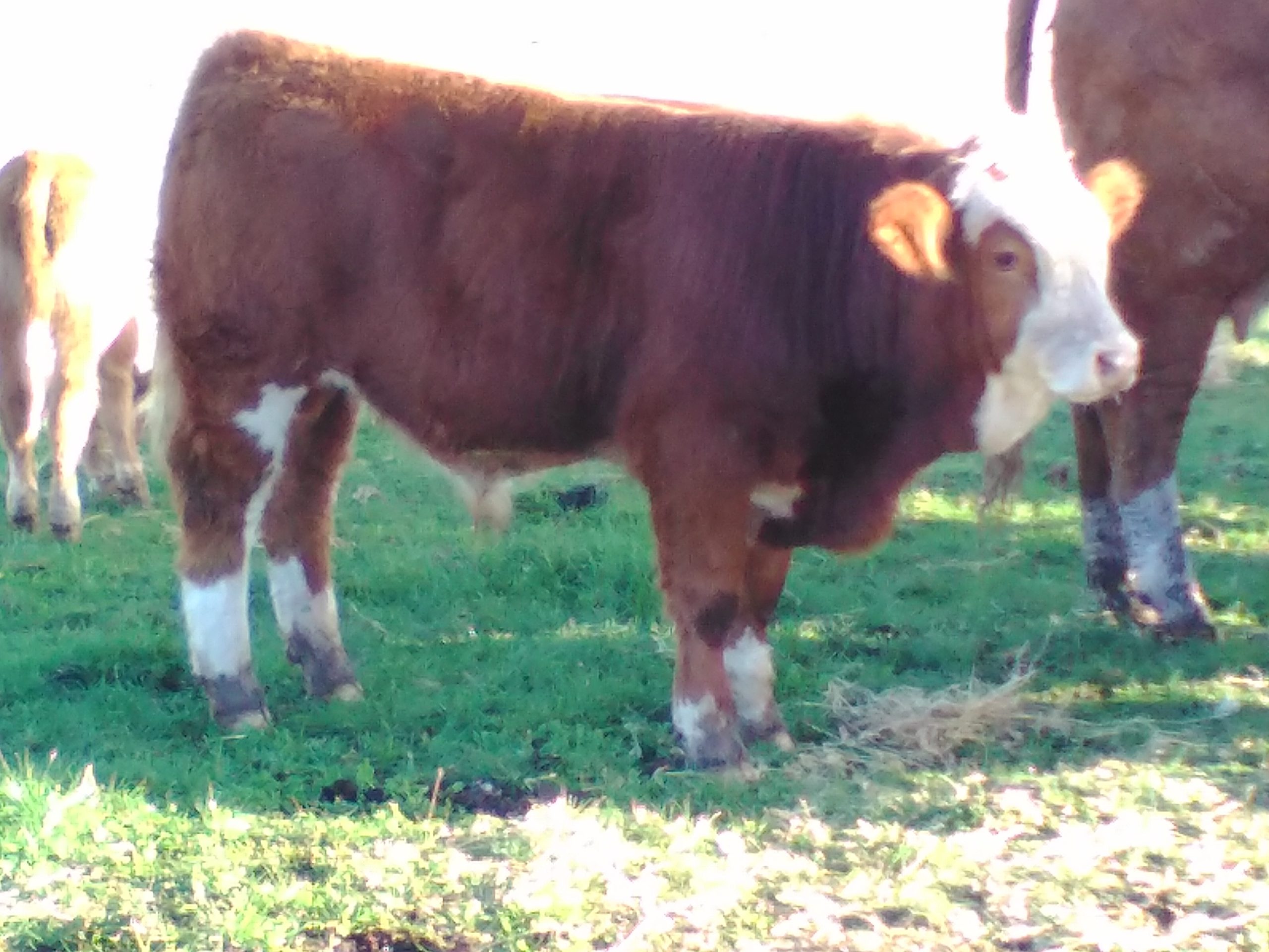 Gallery | Simmental Australia