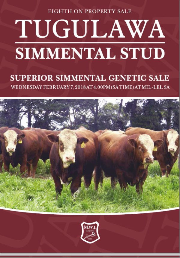 Tugulawa front | Simmental Australia