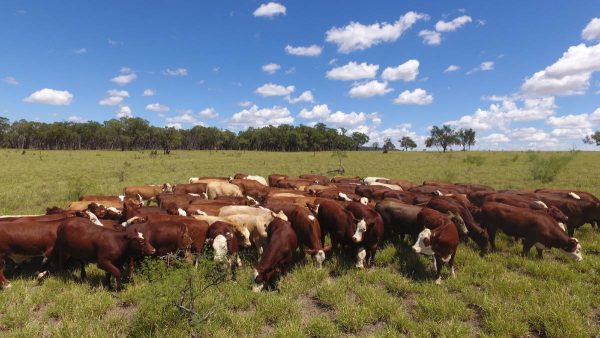 Positive signs for Aussie Simmentals | Simmental Australia