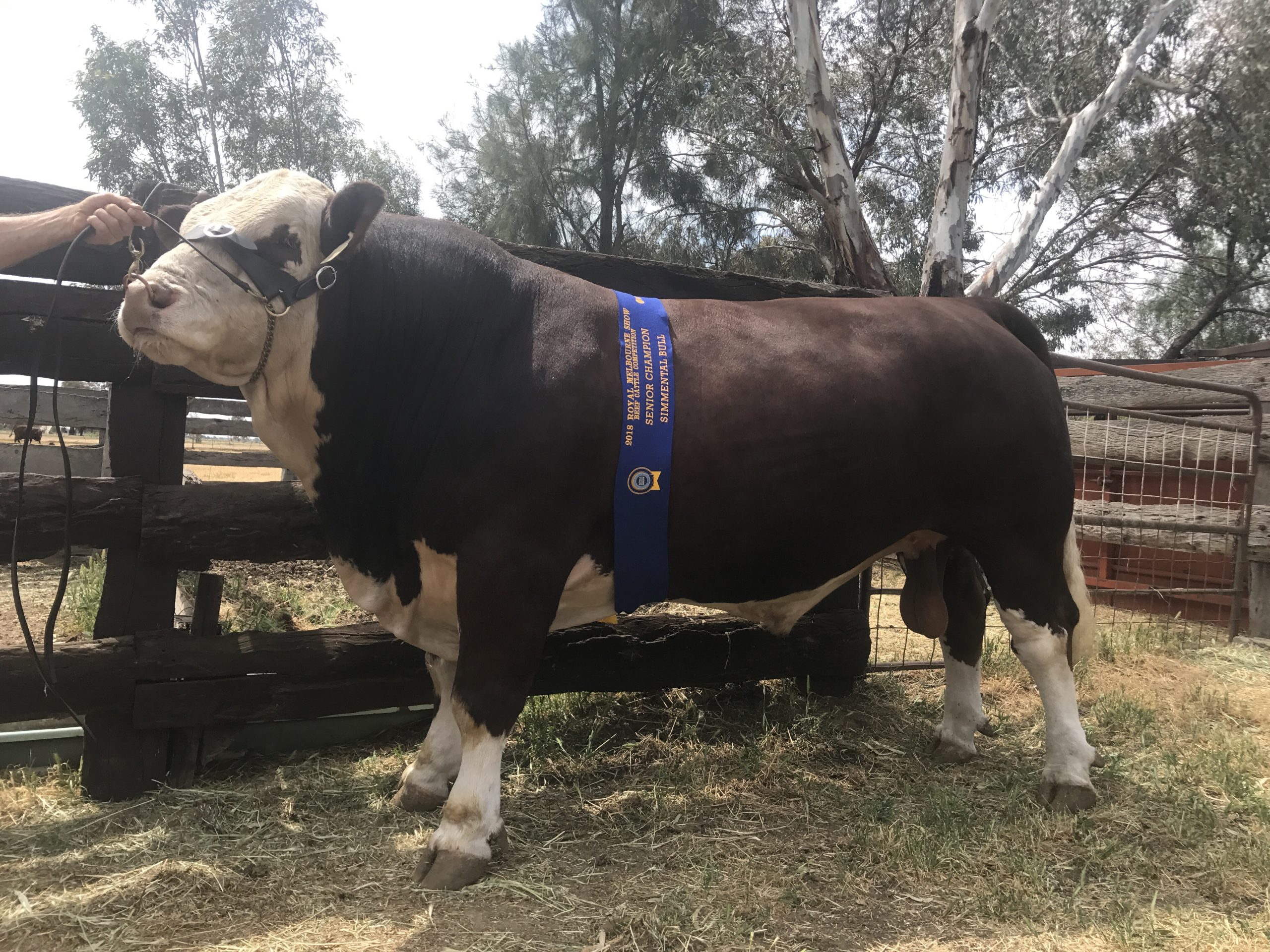 Senior Champion Bull Rowlon Park Titanium | Simmental Australia