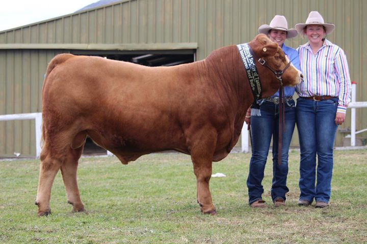 GRAND CHAMPION BULL KIDMAN DOWNS NUG | Simmental Australia