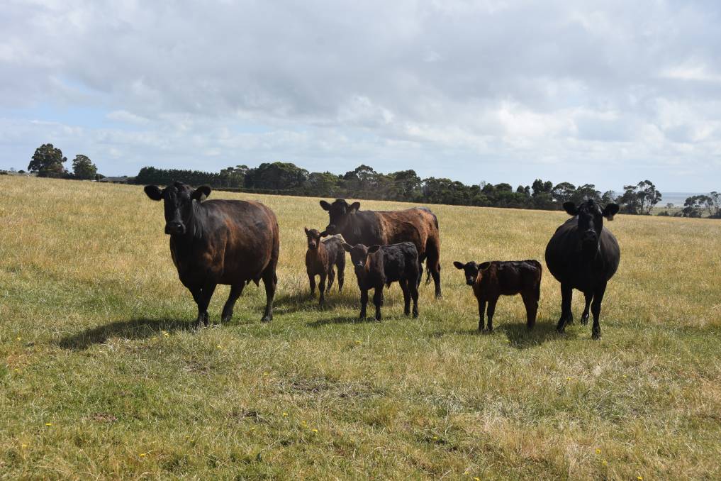 Scott Andersen first worked for a leading Simmental breeder, then ...