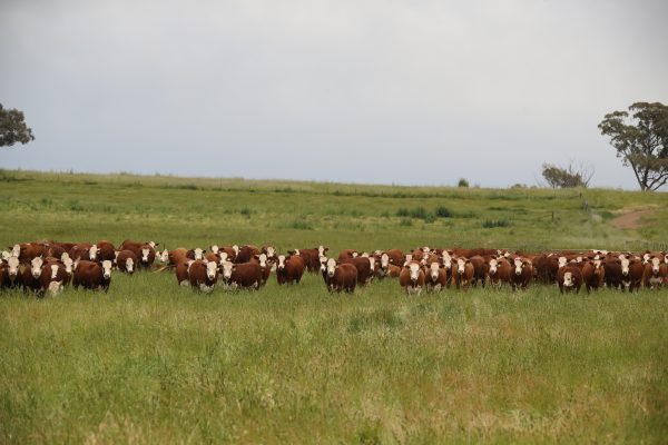 Australian Registered Cattle Breeders Association release new figures ...