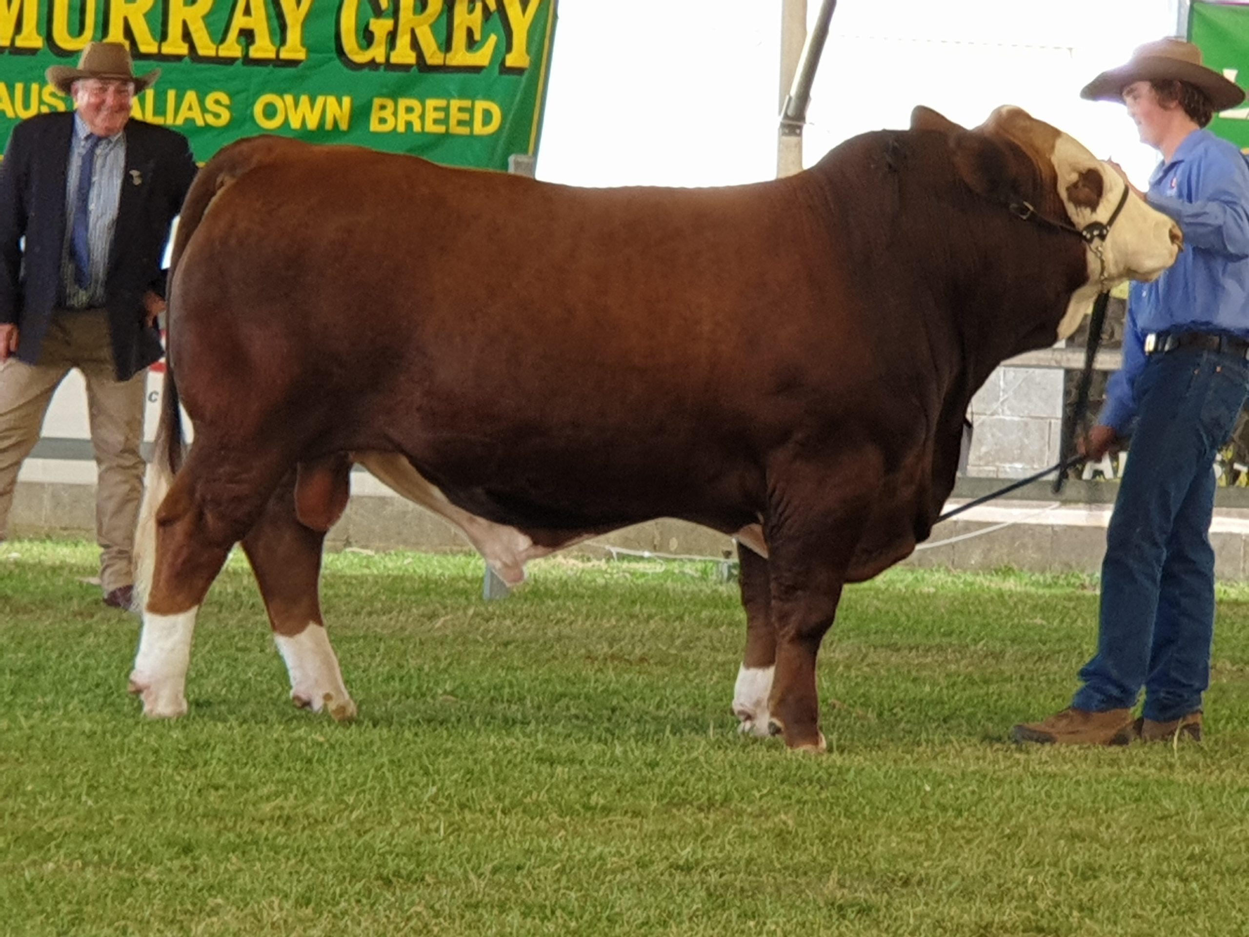 Junior Champion Bull Mubarn Pharaoh | Simmental Australia