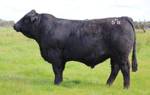 Woonallee and Nampara studs get $10,000 for top bulls | Simmental Australia