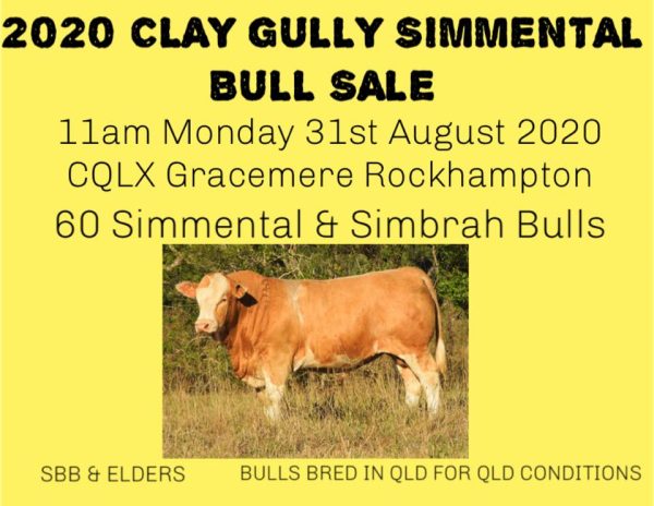 2020 Clay Gully Simmental Bull Sale | Simmental Australia