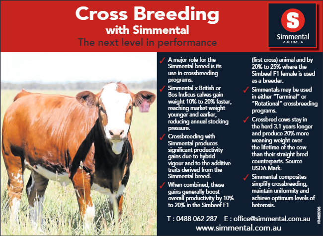 Simmental Australia | Sim Genetics | Pure | Crossbreeding