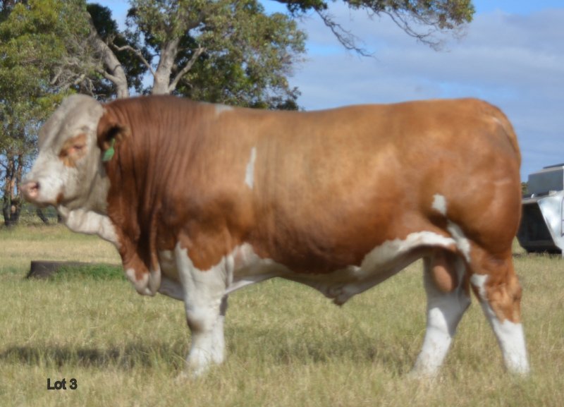 Great Southern All Breeds Blue Ribbon Bull Sale | Simmental Australia