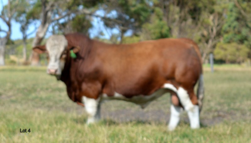 Great Southern All Breeds Blue Ribbon Bull Sale | Simmental Australia