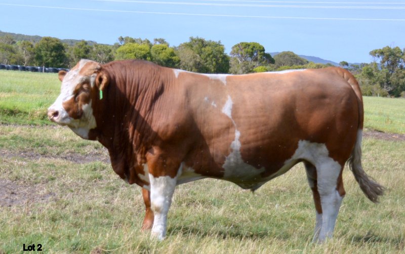 Great Southern All Breeds Blue Ribbon Bull Sale | Simmental Australia