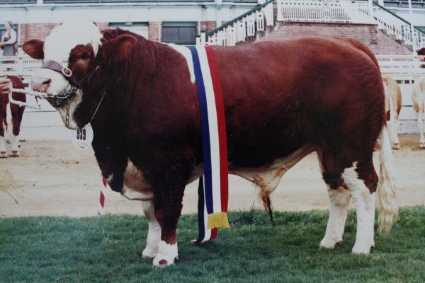 Vale, Doreen Muriel NAUSCHUTZ | Simmental Australia