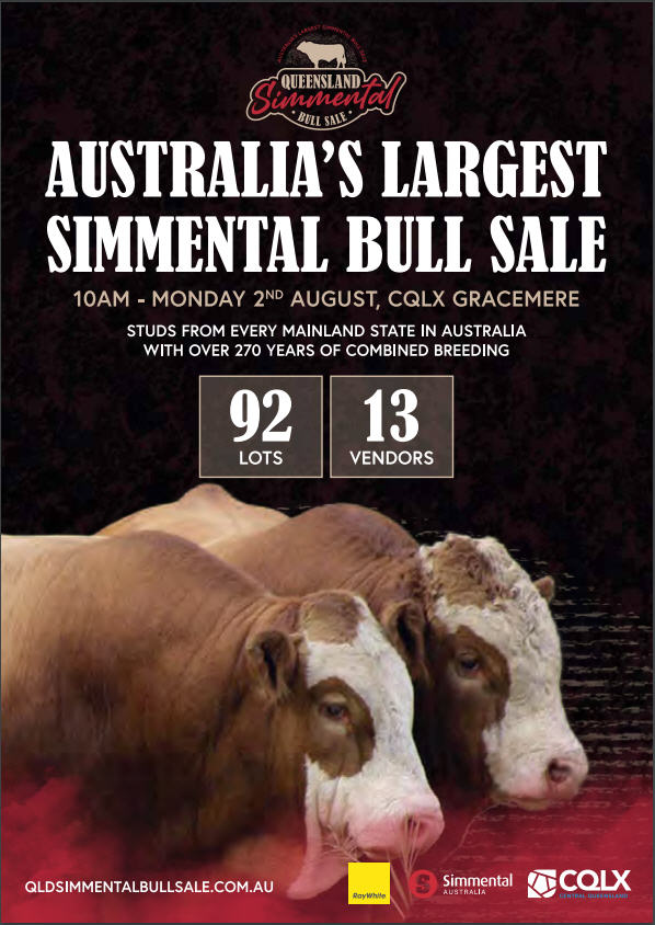 Queensland Simmental Bull Sale | Simmental Australia
