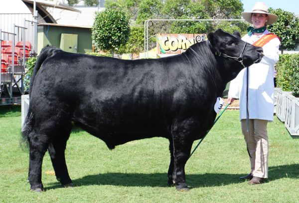 Black Simmental steer from Riverina dubbed school champion at Sydney ...