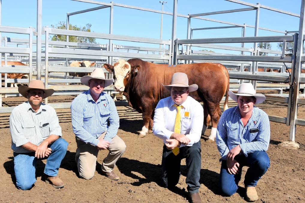 Queensland Simmental bull sale reaches $22,000 | Simmental Australia