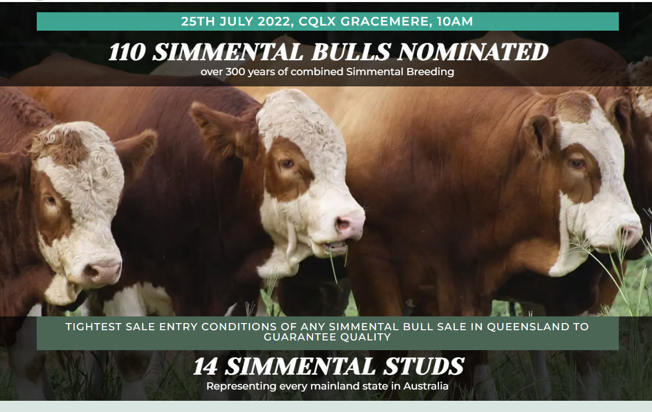 Queensland Simmental Bull Sale | Simmental Australia