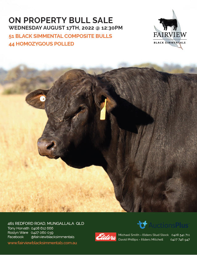 Fairview Black Simmentals Annual Bull Sale | Simmental Australia