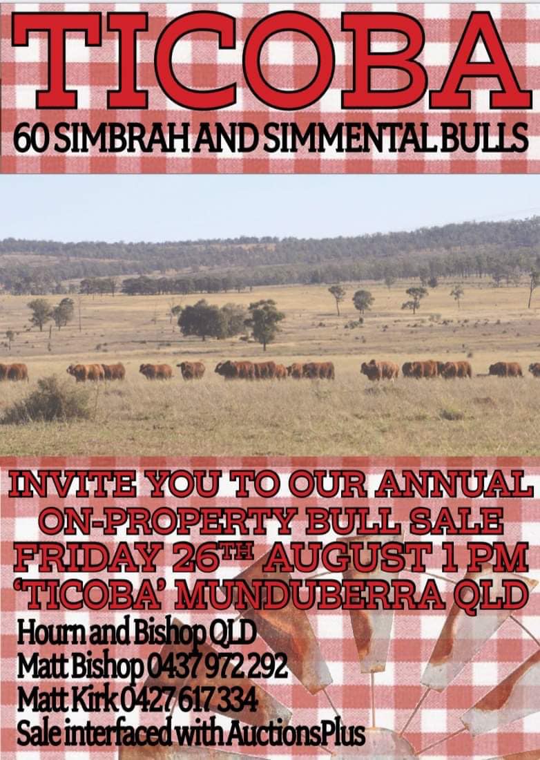 Ticoba Red Simbra and Simmental Bull Sale | Simmental Australia