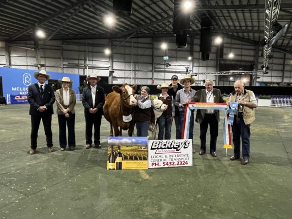 Maverick Red Star wins Interbreed Supreme Beef Exhibit | Simmental ...