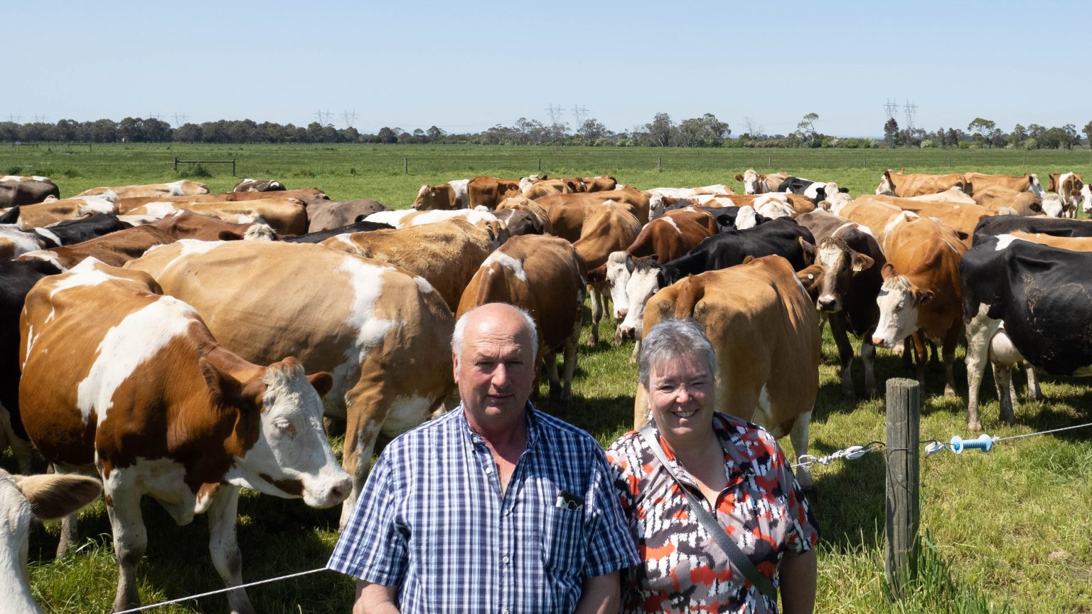 Dual purpose Fleckvieh Simmentals reinvigorate dairy farmers’ passion ...