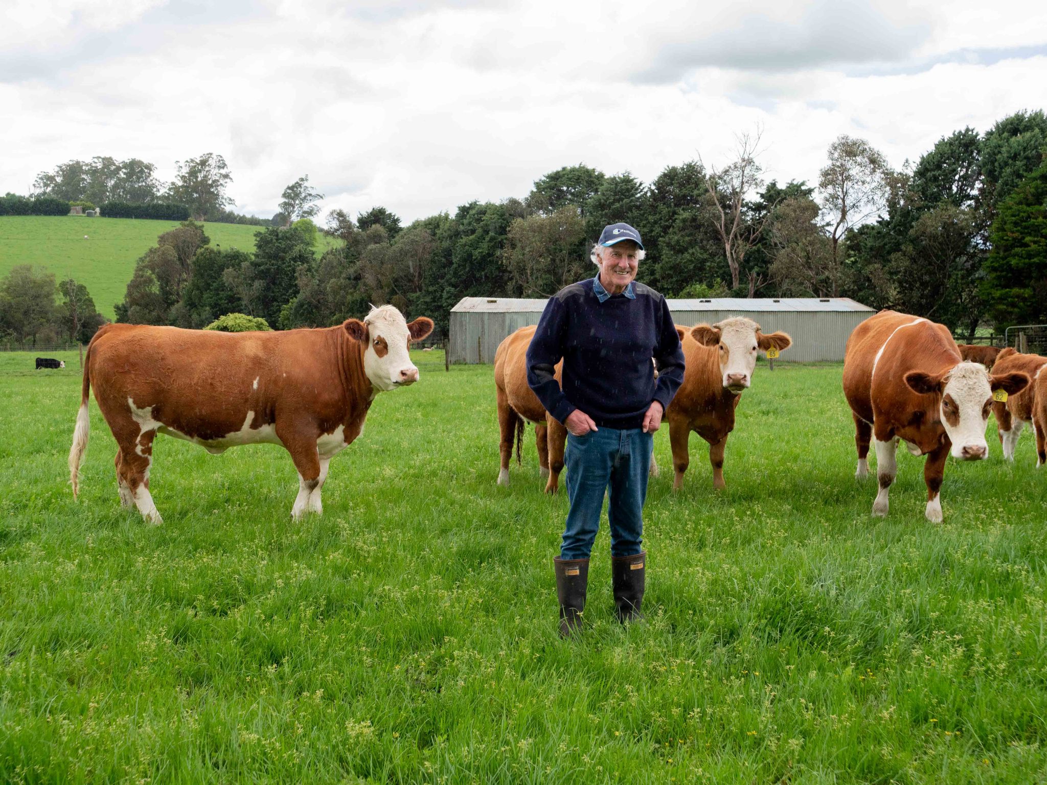 After decades in the game, Jindivick cattleman says Simmentals are the ...