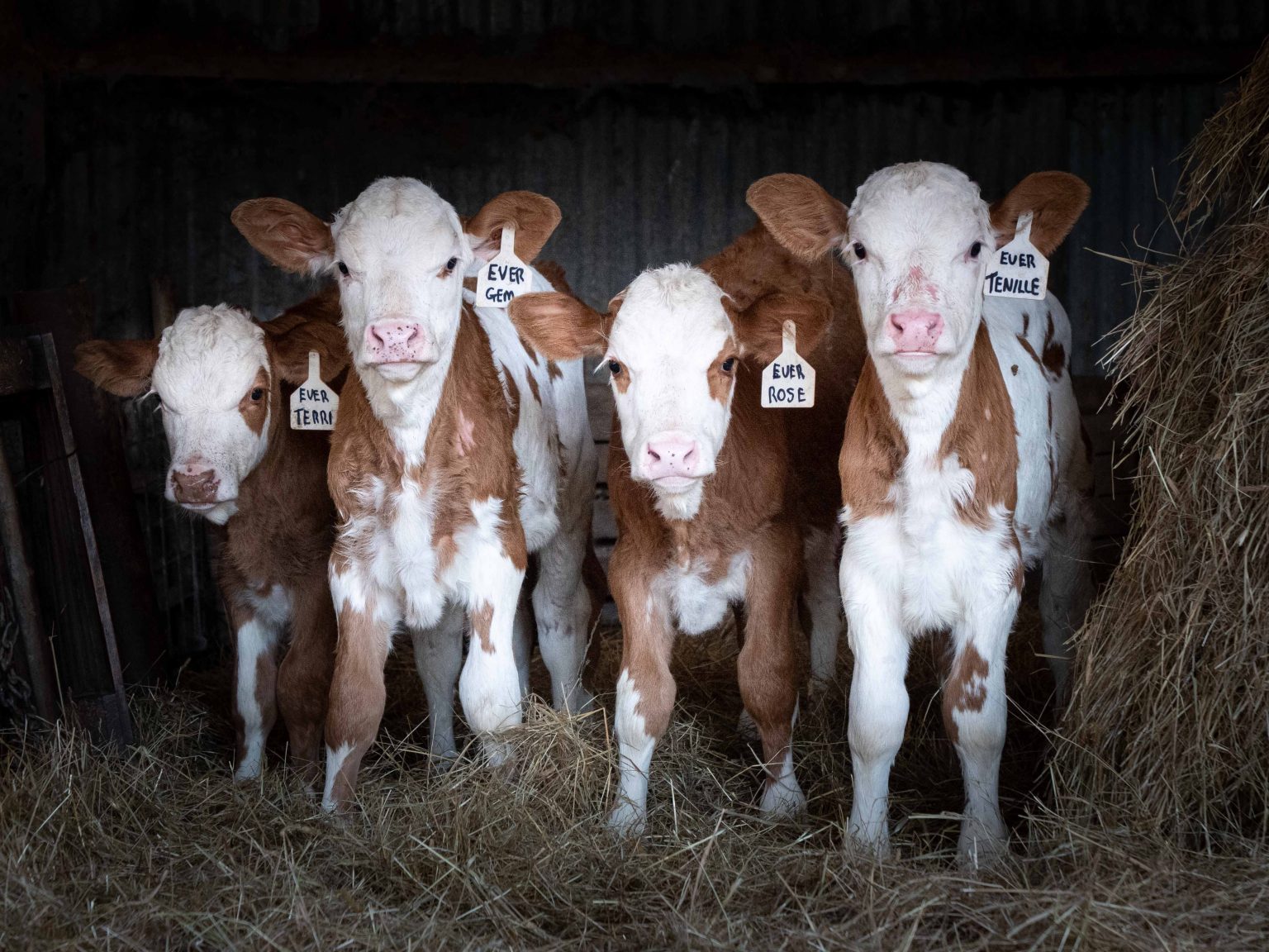Dual purpose Fleckvieh Simmentals reinvigorate dairy farmers’ passion ...