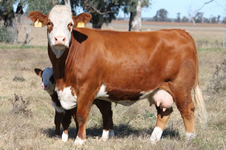 About | Simmental Australia