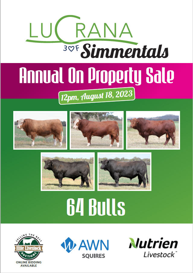 Lucrana Simmentals 12th Annual Sale | Simmental Australia