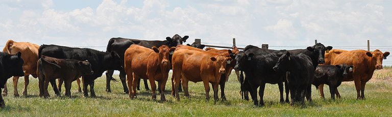 SimAngus | Simmental Australia