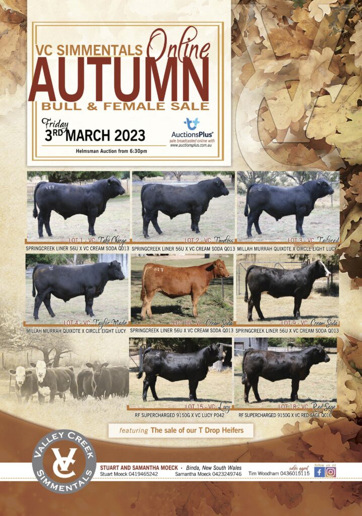 2023 VC Simmentals Online Autumn Bull & Female Sale | Simmental Australia