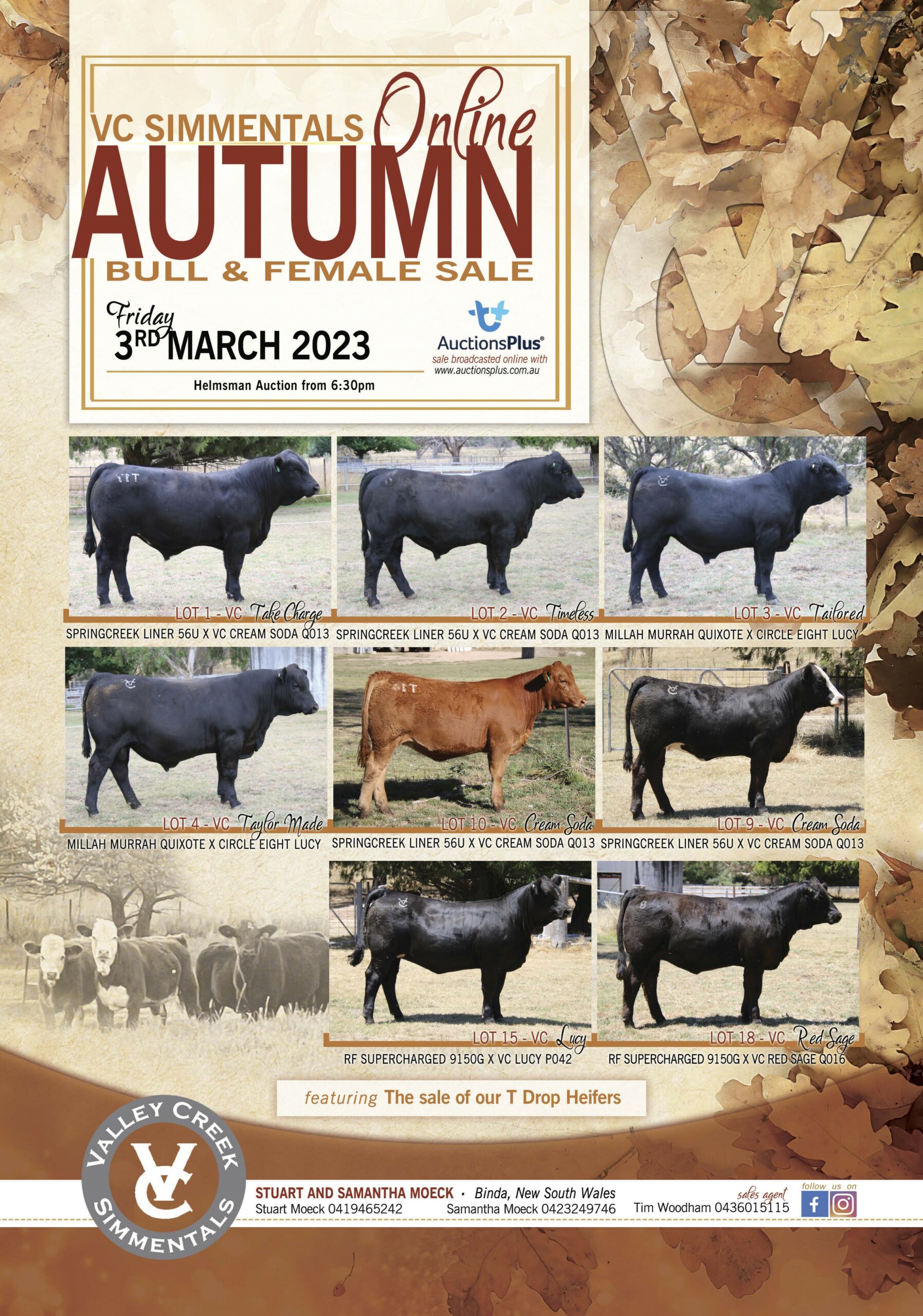2023 VC Simmentals Online Autumn Bull & Female Sale | Simmental Australia