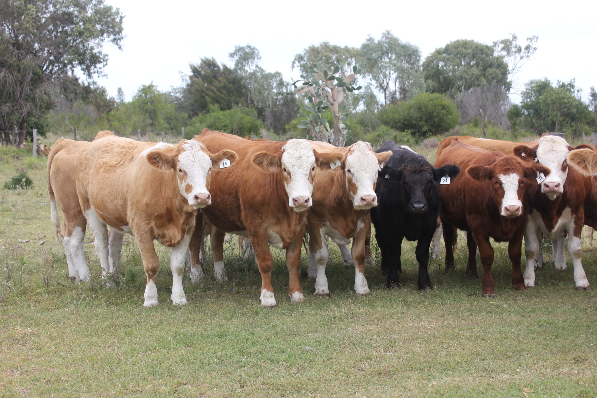 Springside Simmentals Online Heifer Sale | Simmental Australia