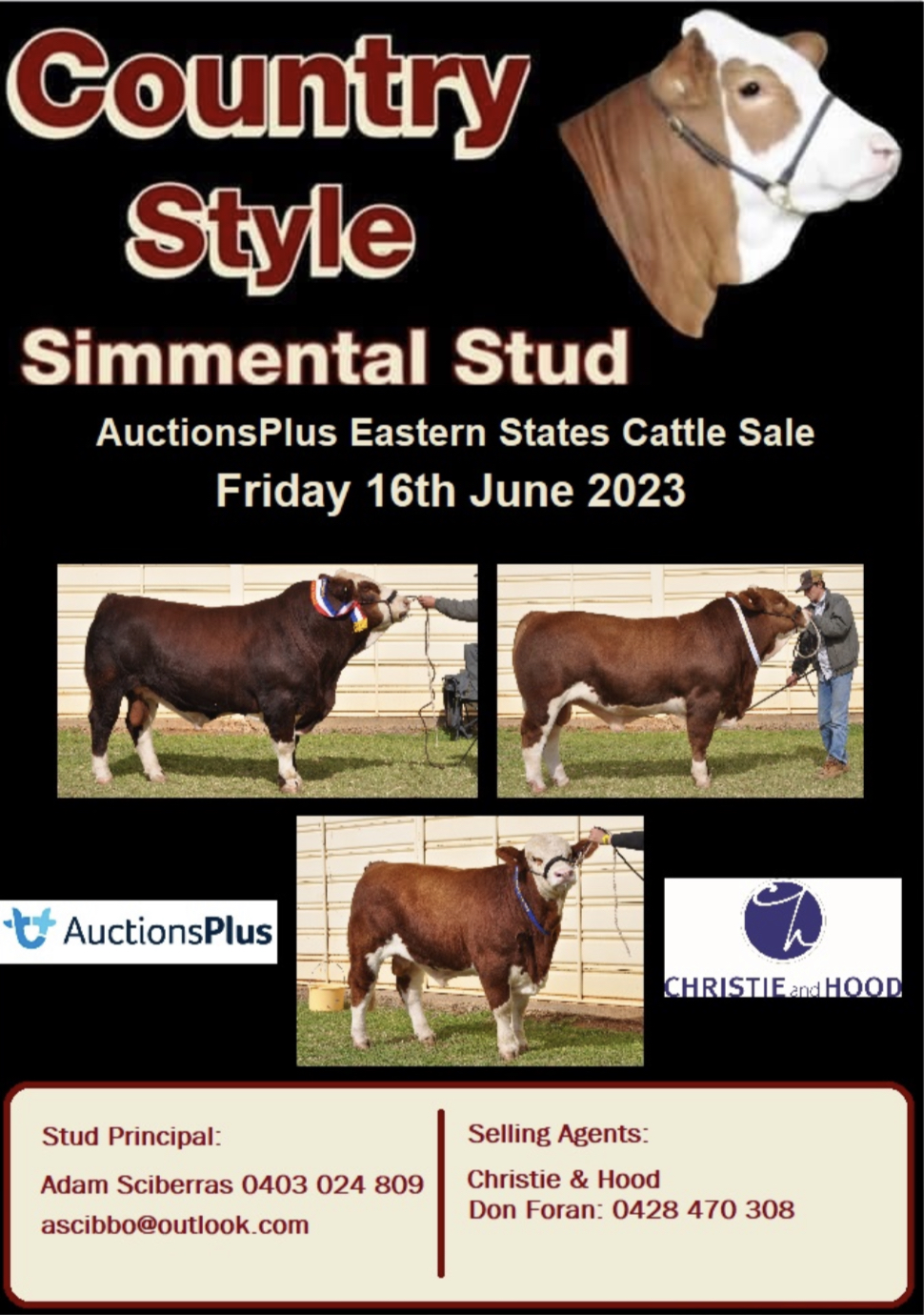 Country Style A+ bulls for sale | Simmental Australia