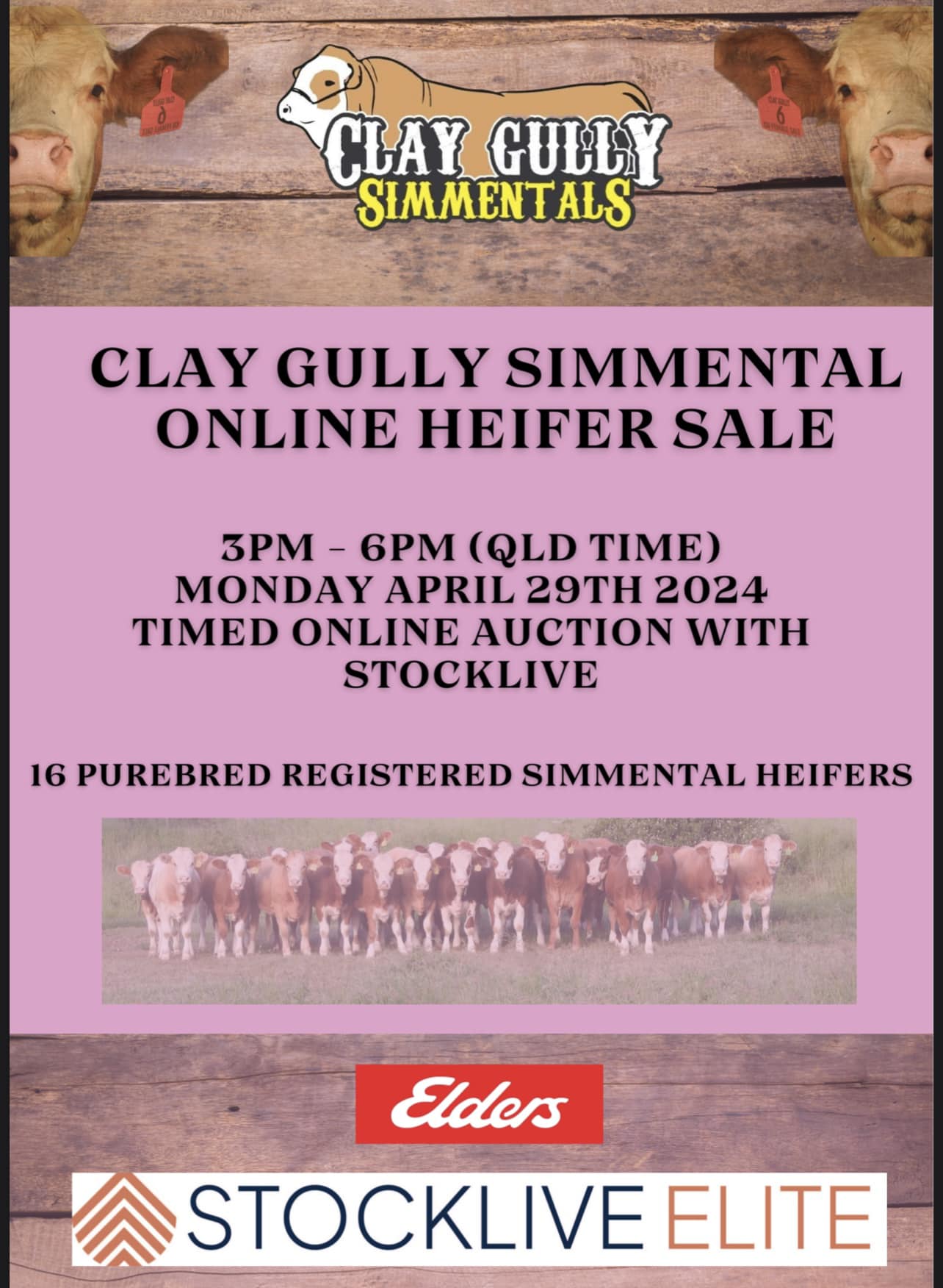 Clay Gully Female Flyer | Simmental Australia