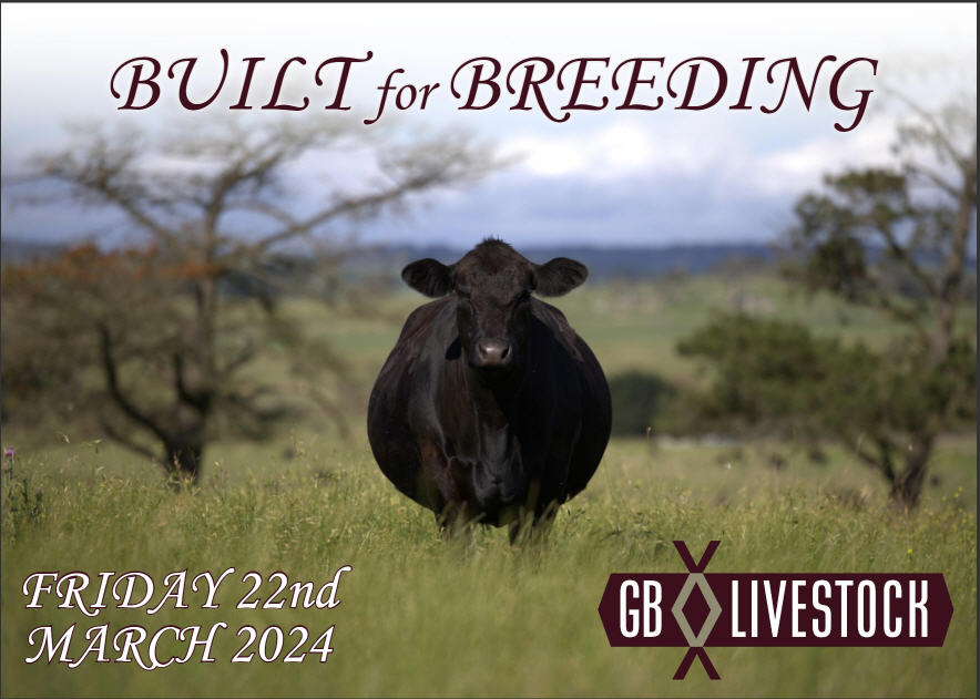 GB Livestock “Built for Breeding” Sale | Simmental Australia