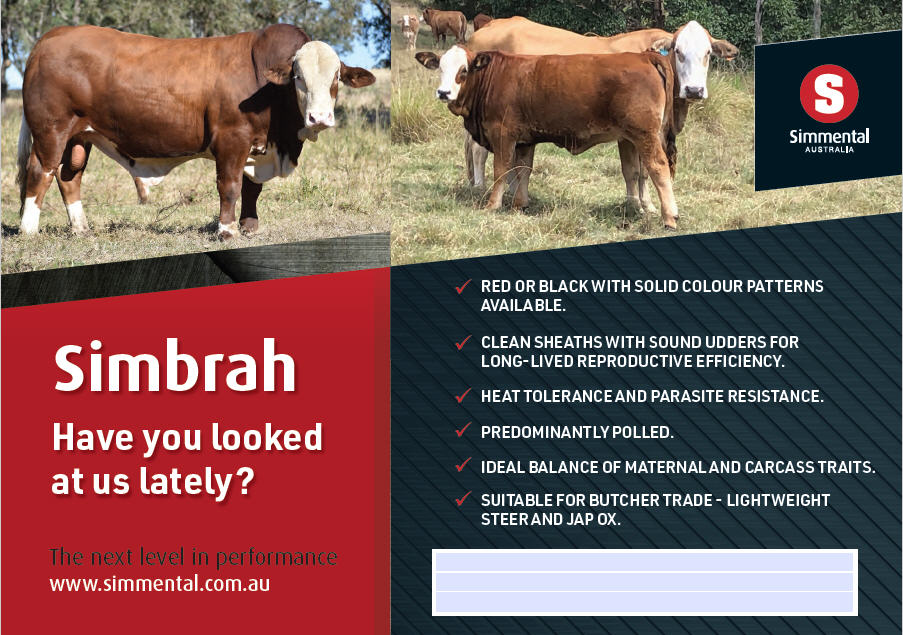 Simbrah editable 2024 | Simmental Australia