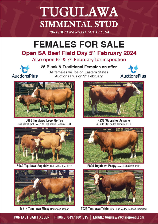 Tugulawa flyer cover | Simmental Australia