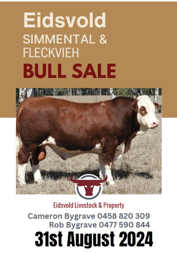 Eidsvold Simmental and Fleckvieh Sale | Simmental Australia