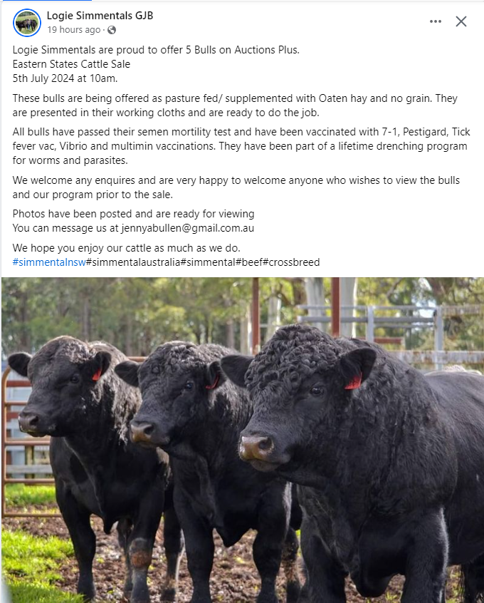 Logie Simmentals | Simmental Australia