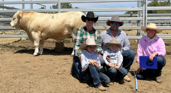 Meldon Park Simmentals top $18,000 twice | Simmental Australia