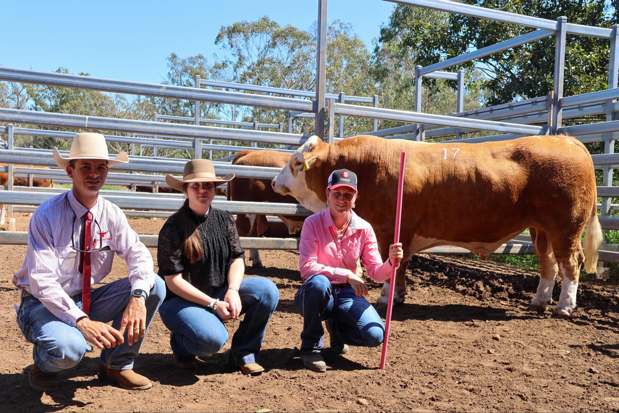 Silver-Linings-Teddy | Simmental Australia